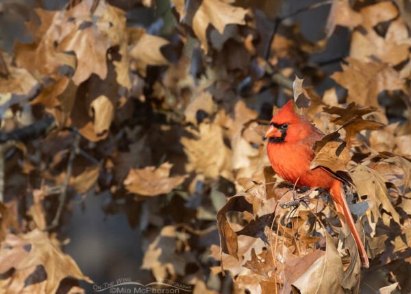 Spring And Winter Male Northern Cardinal Images - Mia McPherson's On ...