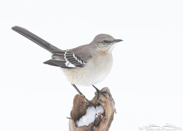 Northern Mockingbird Images - Mia McPherson's On The Wing Photography