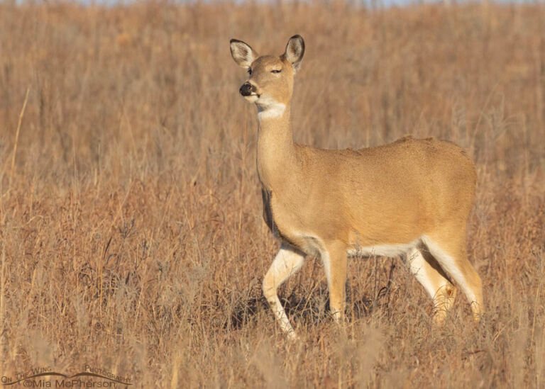 White-tailed Deer Doe Stink Eye - Mia McPherson's On The Wing Photography