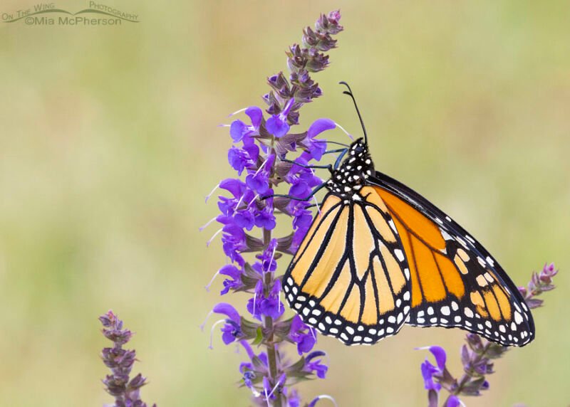 Monarchs At A Crossroads In An Era Of Butterfly Decline - Mia McPherson ...