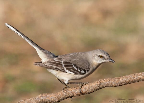 Northern Mockingbird Images - Mia McPherson's On The Wing Photography