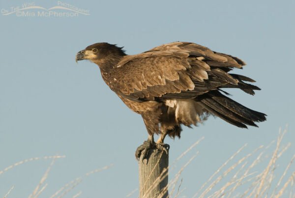 Bald Eagles - Age Progression From One To Five Years Old - Mia ...