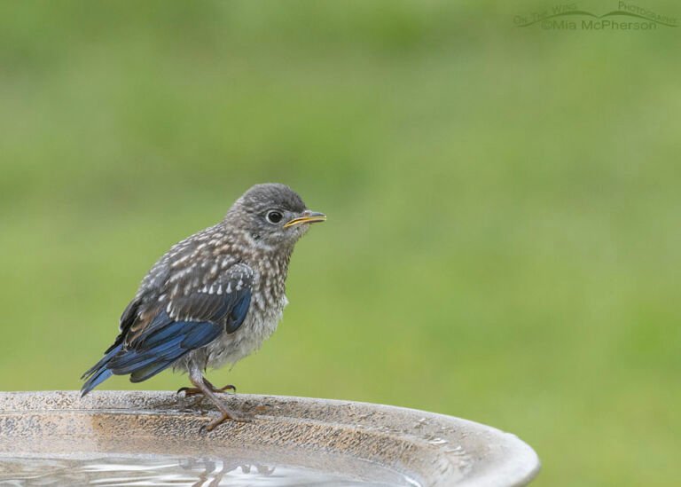 Super Mom Eastern Bluebird For Mother’s Day - Mia McPherson's On The ...