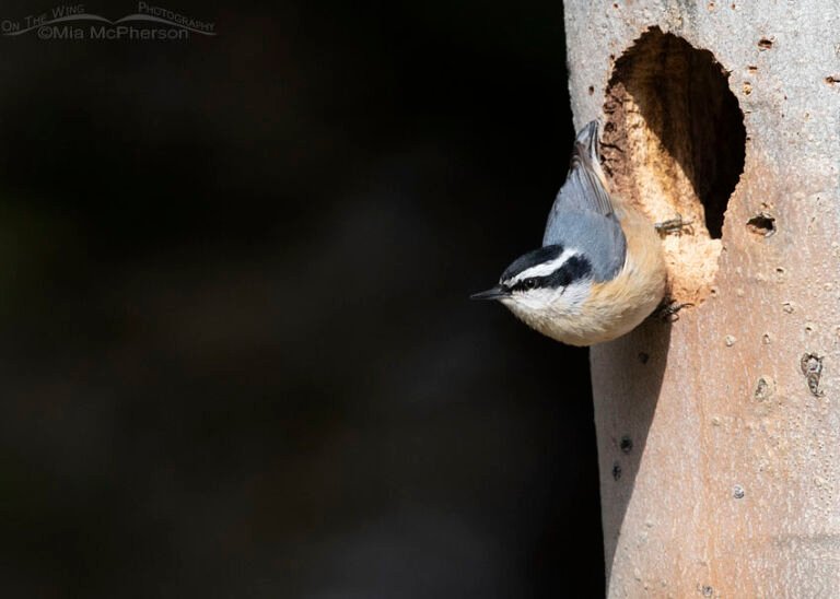 Red-breasted Nuthatches and Their Nesting Cavities - Mia McPherson's On ...