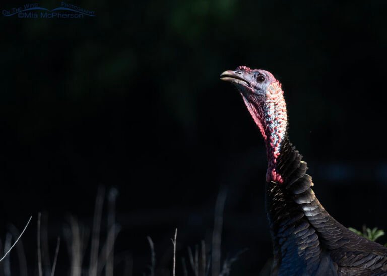 Wild Turkey Portraits From Wichita Mountains National Wildlife Refuge ...