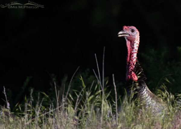 Wild Turkey Portraits From Wichita Mountains National Wildlife Refuge ...