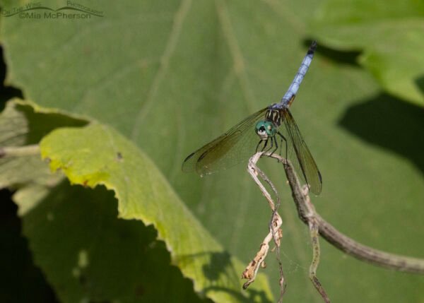 Blue Dasher Dragonfly Male At Sequoyah National Wildlife Refuge - Mia ...