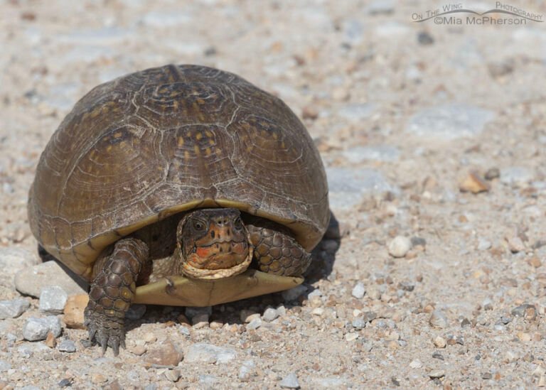 Three-toed Box Turtle At Sequoyah NWR - Mia McPherson's On The Wing ...