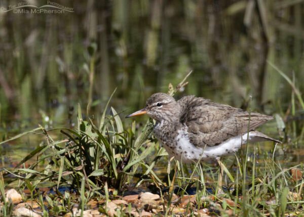 Spring Spotted Sandpiper In Breeding Plumage - Mia McPherson's On The ...