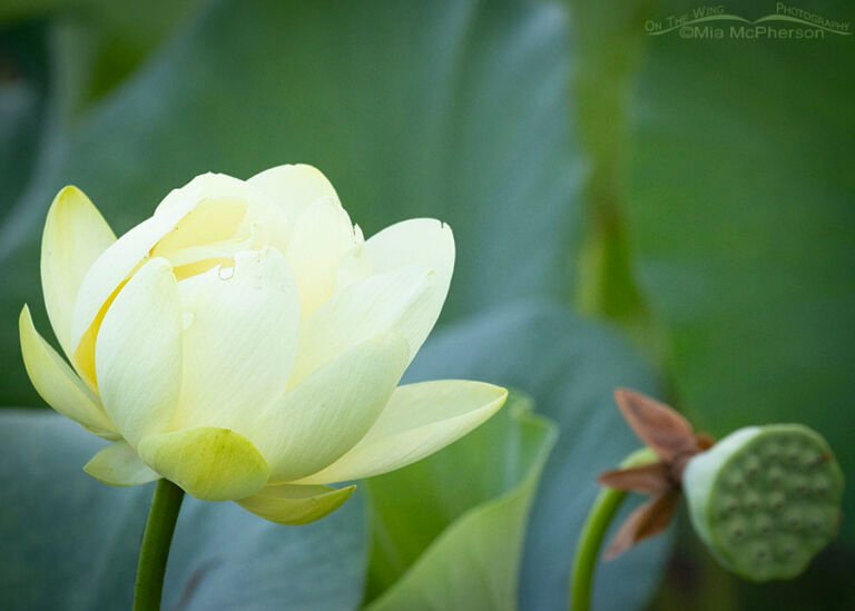 Low Light American Lotus - Mia McPherson's On The Wing Photography