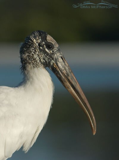 Wood Stork portrait - Mia McPherson's On The Wing Photography